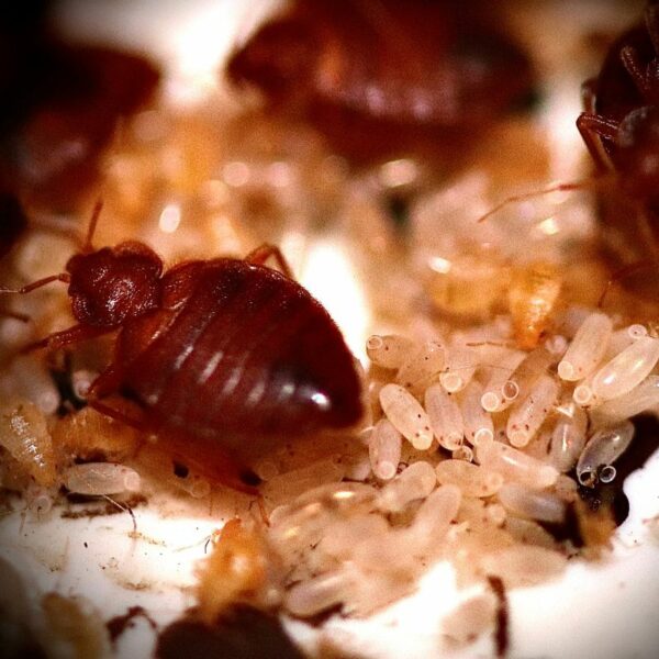 Punaises de lit : quels risques pour la santé et le logement